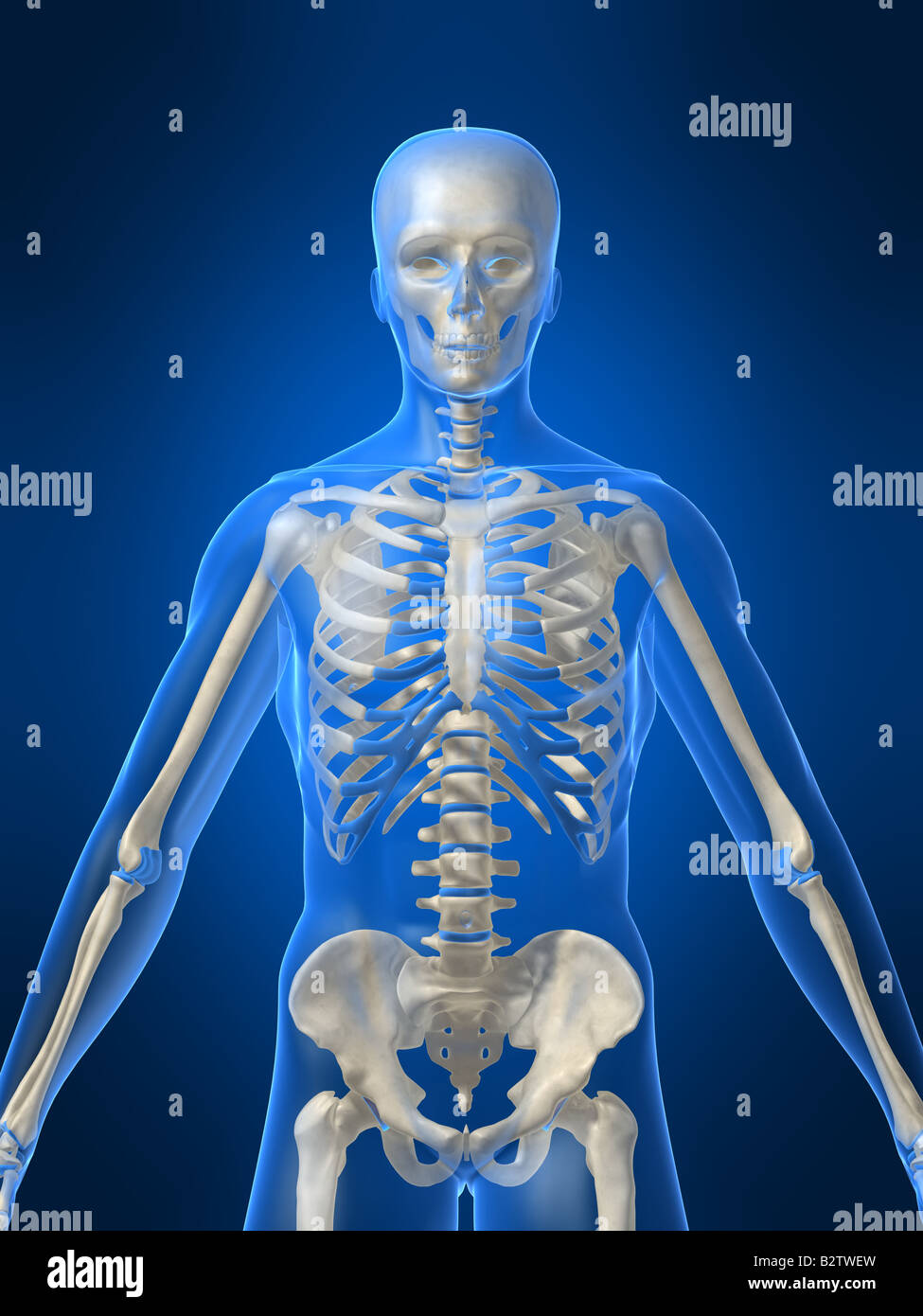 human skeleton - front side Stock Photo - Alamy