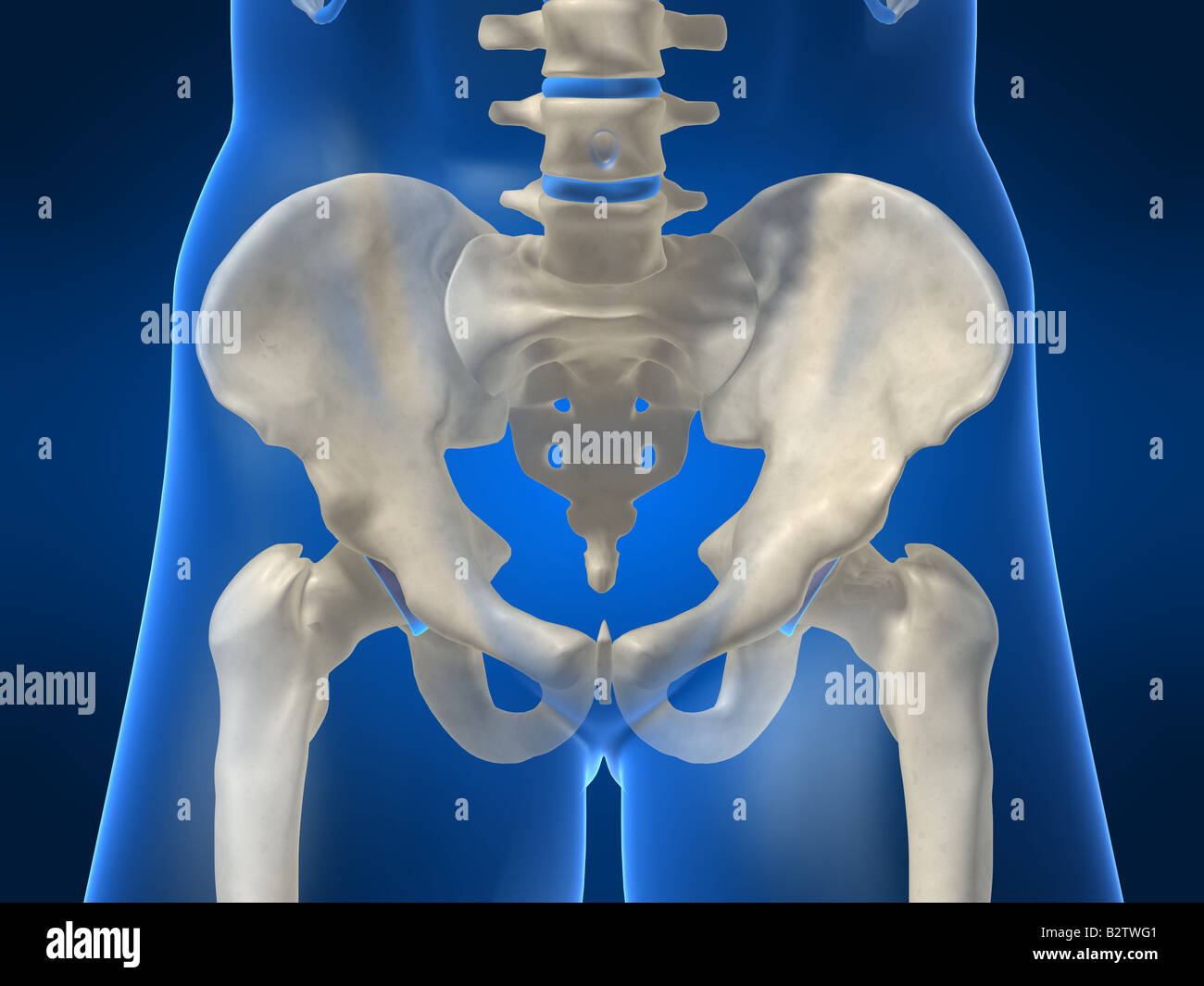 human skeletal hips Stock Photo - Alamy