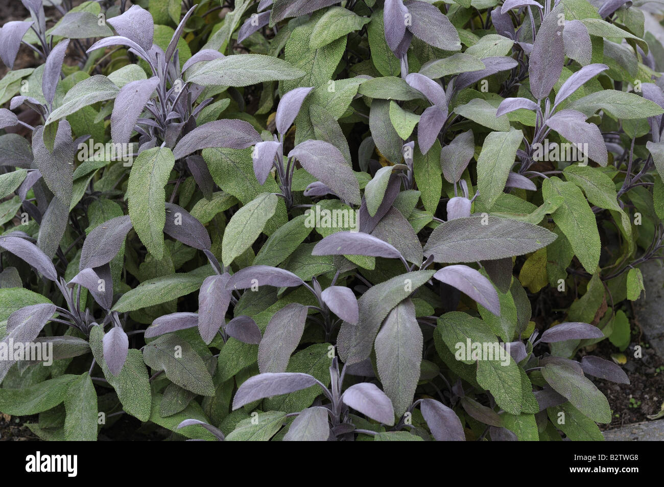 Purple sage plant hi-res stock photography and images - Alamy