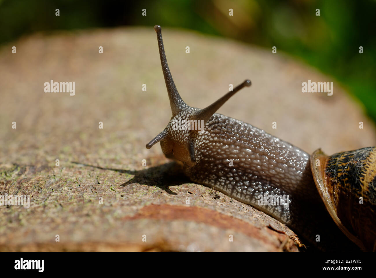 Photograph of snail hi-res stock photography and images - Alamy