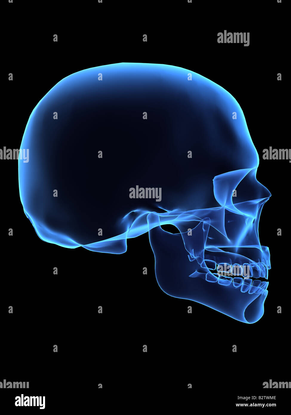 Human Scull Bones High Resolution Stock Photography and Images - Alamy