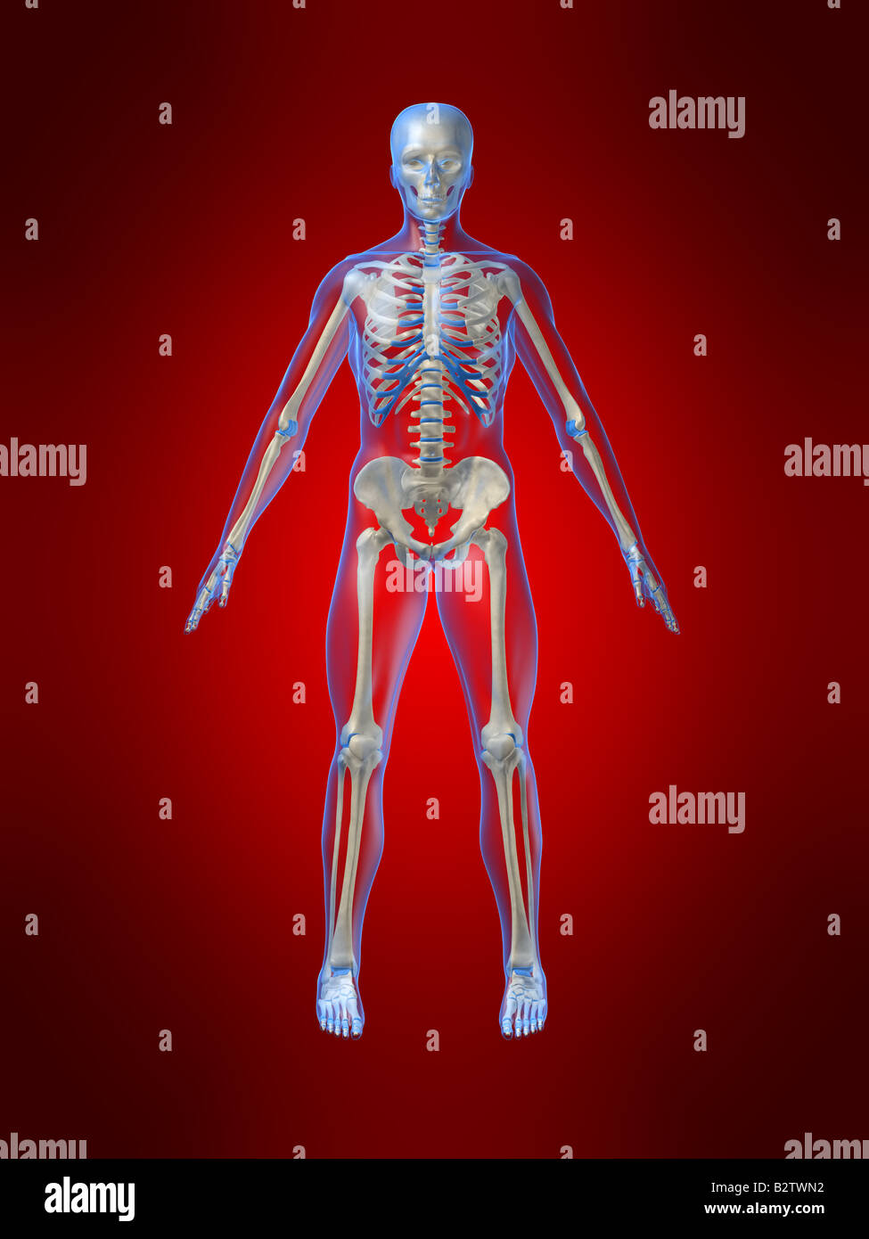 Human Skeleton Front Side Stock Photos & Human Skeleton Front Side ...