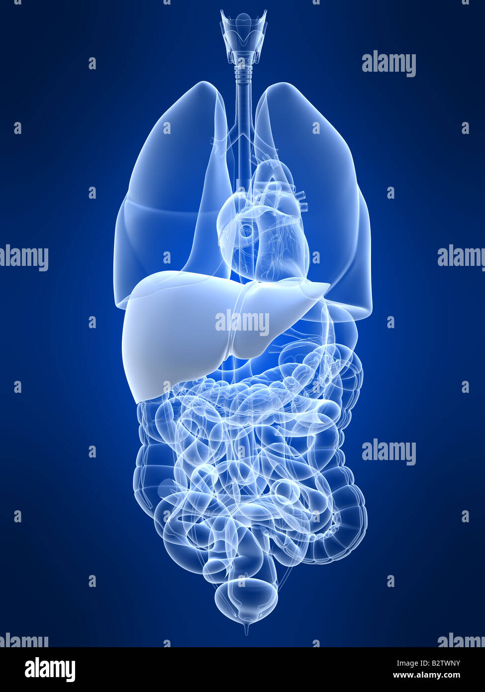Liver and gallbladder hi-res stock photography and images - Alamy