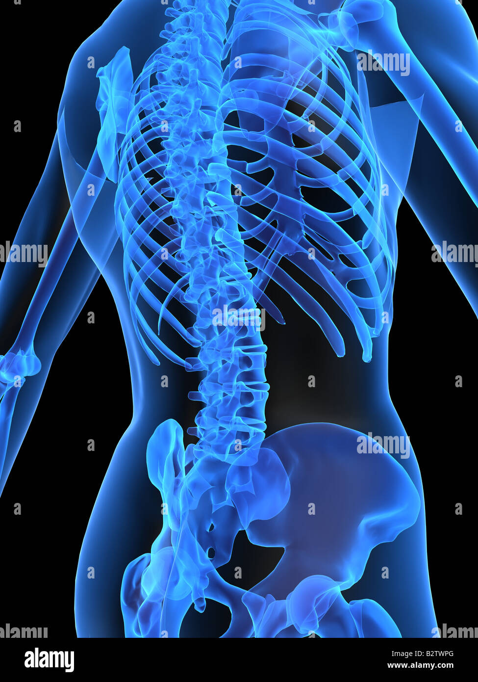 human skeletal back Stock Photo - Alamy
