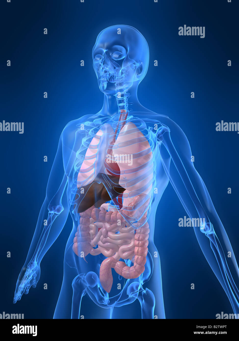 3d human body hi-res stock photography and images - Alamy