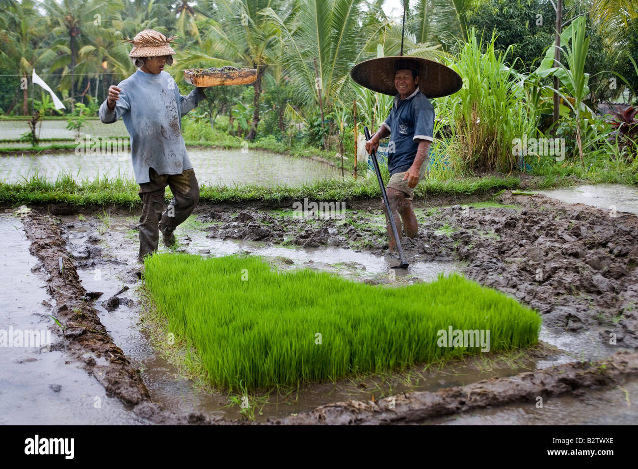 Farming rice paddies in heavy rains using minimal equipment in Bali ...