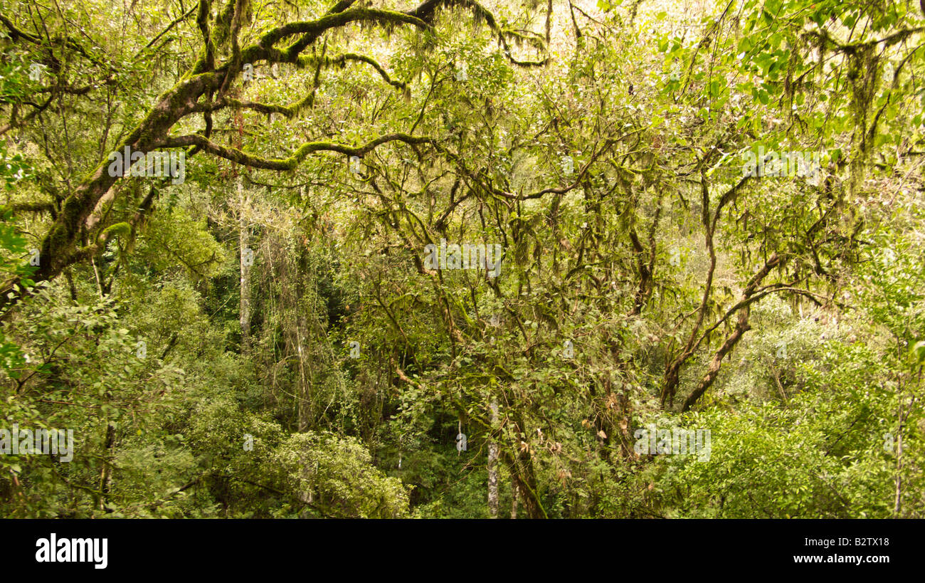 Misiones rainforest selva misionera hi-res stock photography and images ...
