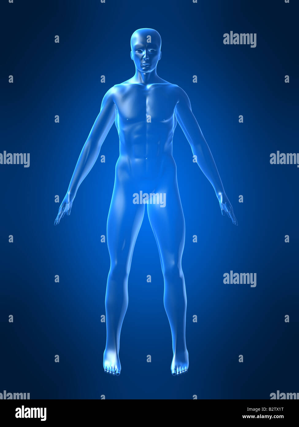 Human body anatomy model hi-res stock photography and images - Alamy