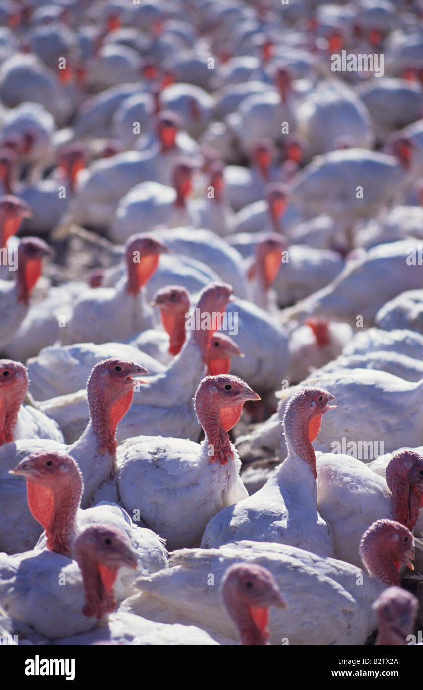 Turkeys attractions hi-res stock photography and images - Alamy