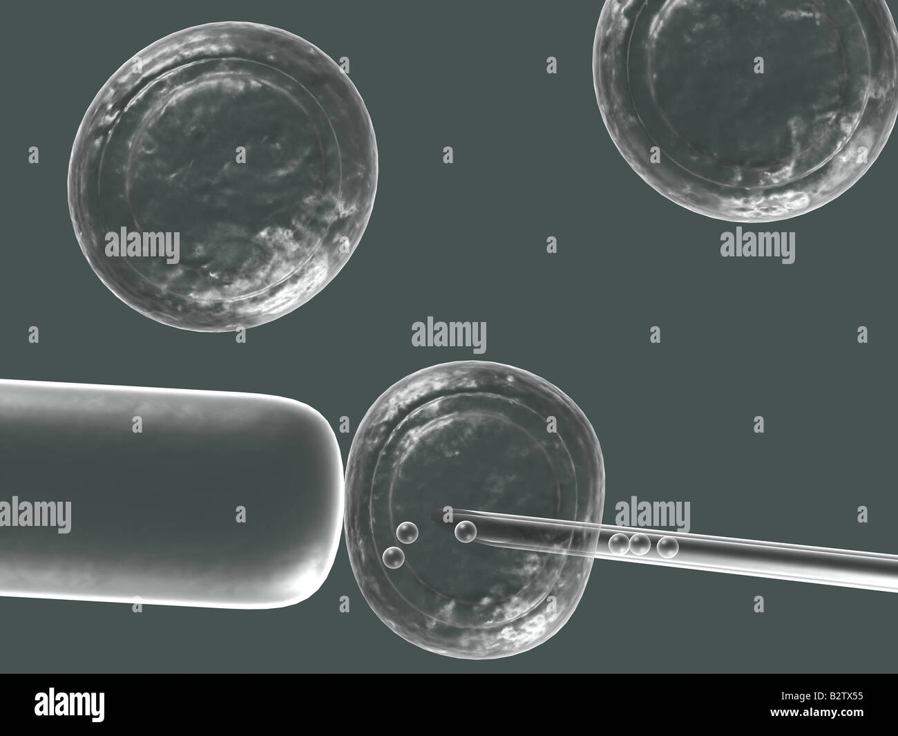 Human egg cells hi-res stock photography and images - Alamy