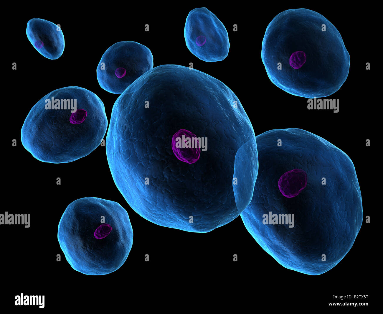 Cleavage cells hi-res stock photography and images - Alamy
