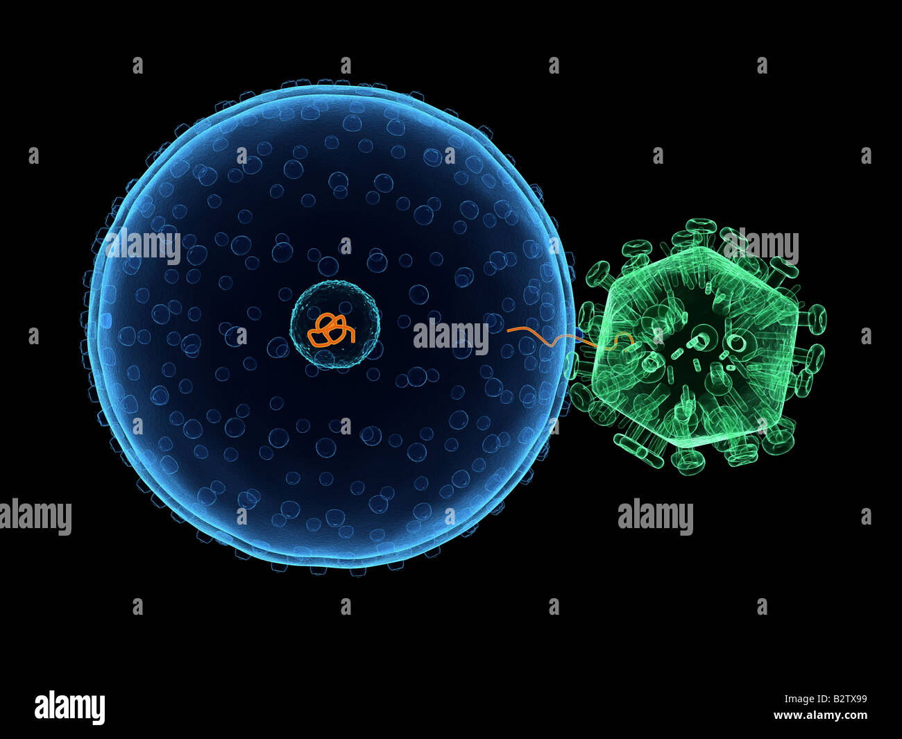 Virus cell hi-res stock photography and images - Alamy