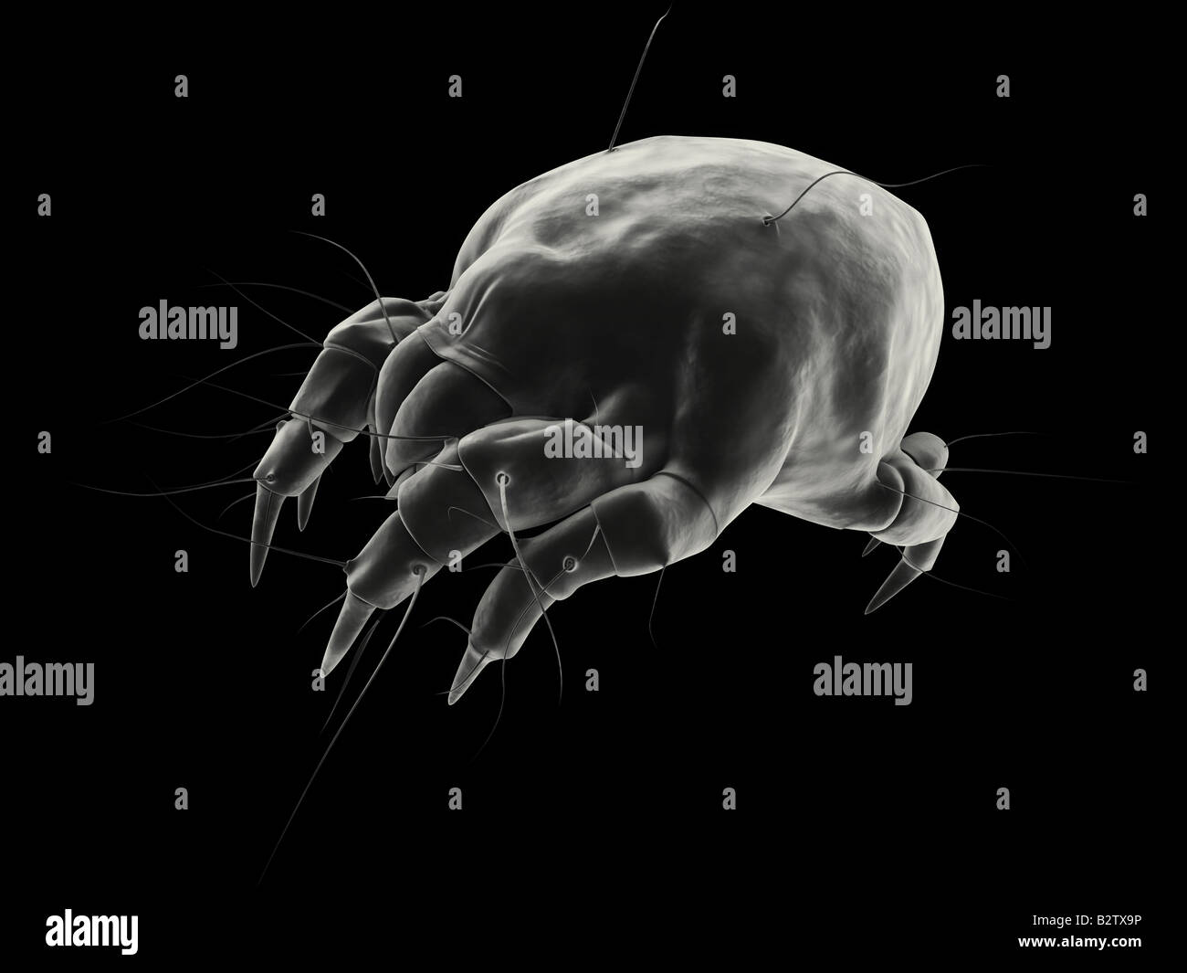 Isolated mite hi-res stock photography and images - Alamy