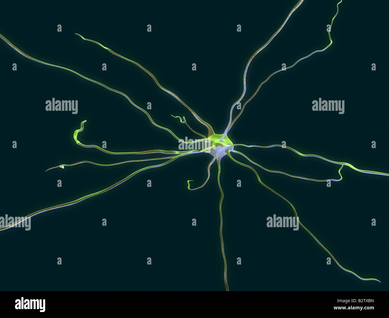 Human neuron hi-res stock photography and images - Alamy