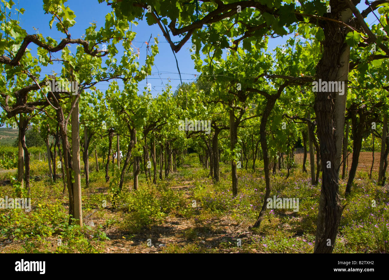 Vineyard at Thrapsano on the Greek Mediterranean island of Crete Stock ...