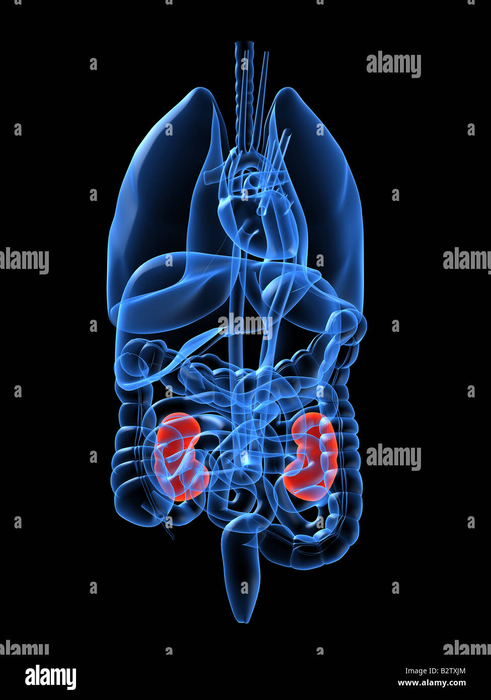 Human kidneys internal organ hi-res stock photography and images - Alamy