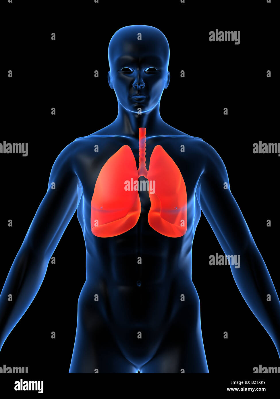 Lung anatomy hi-res stock photography and images - Alamy