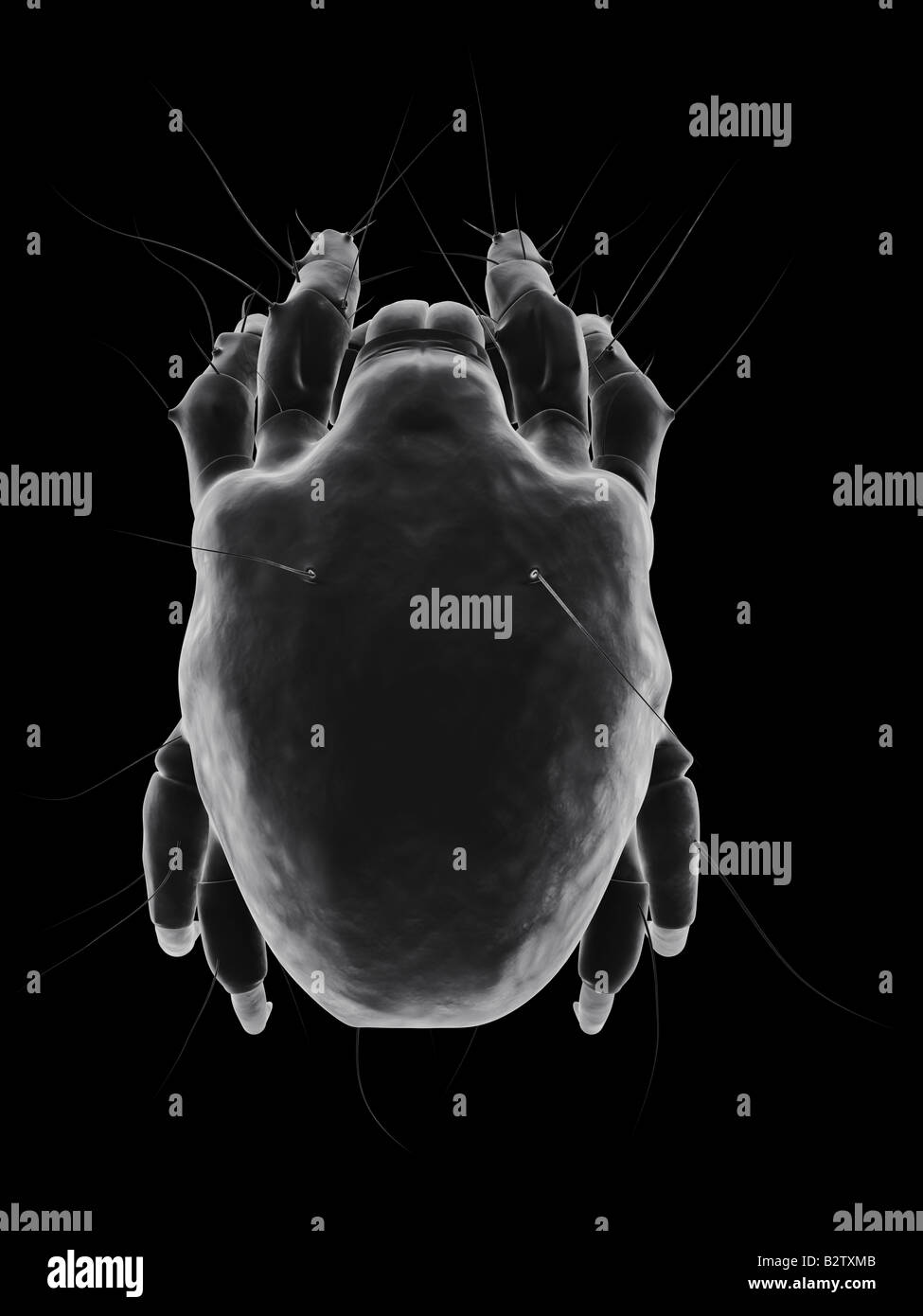 Mite bite hi-res stock photography and images - Alamy