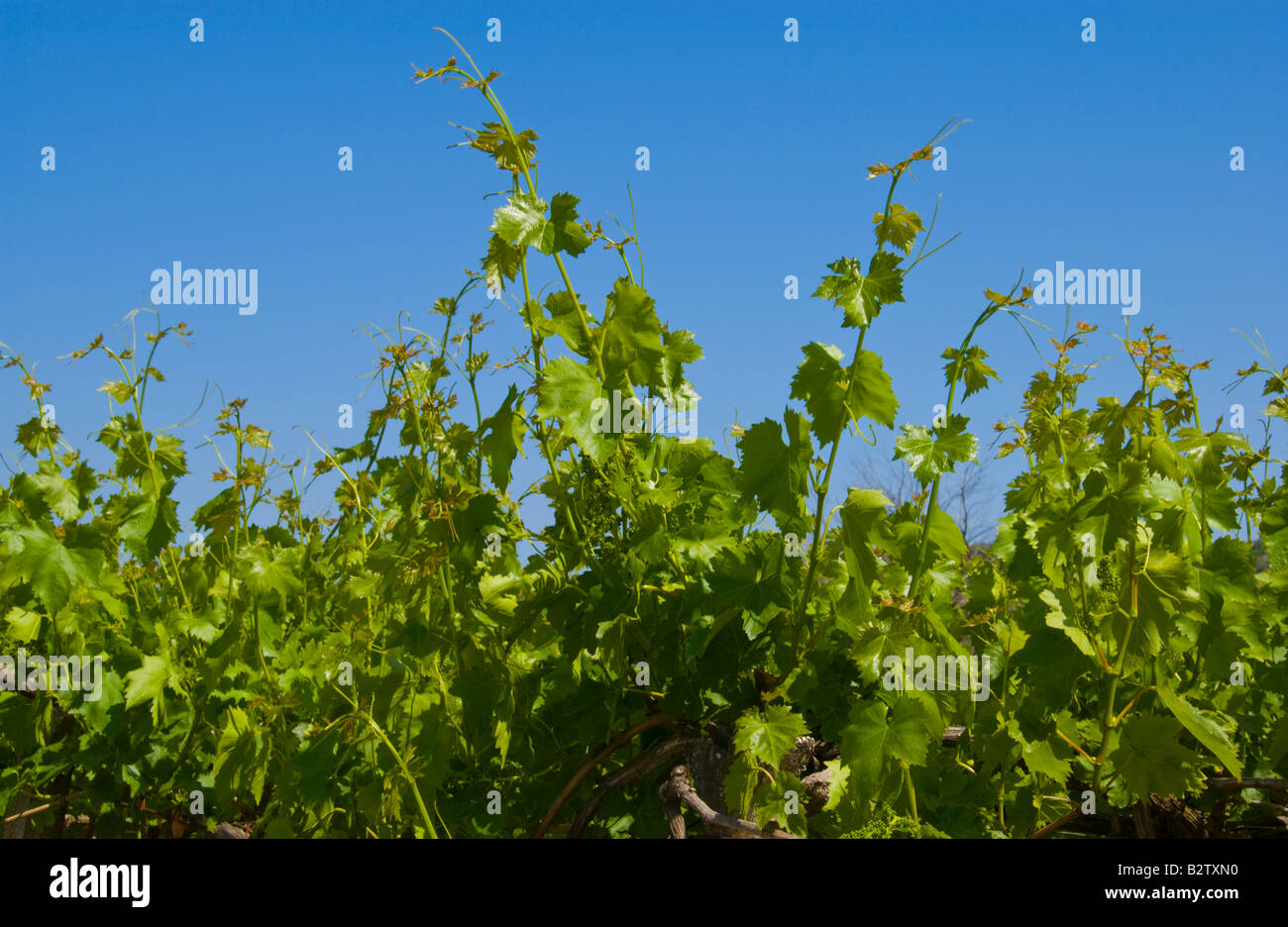 Vineyard at Thrapsano on the Greek Mediterranean island of Crete Stock ...