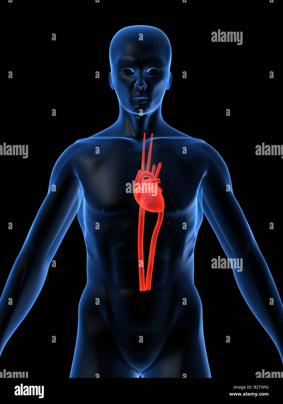 Human anatomy of the chest hi-res stock photography and images - Alamy