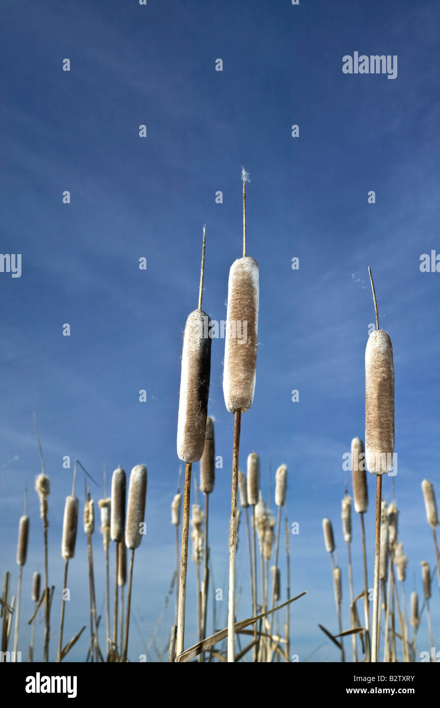 Cattail typha angustifolia hi-res stock photography and images - Alamy