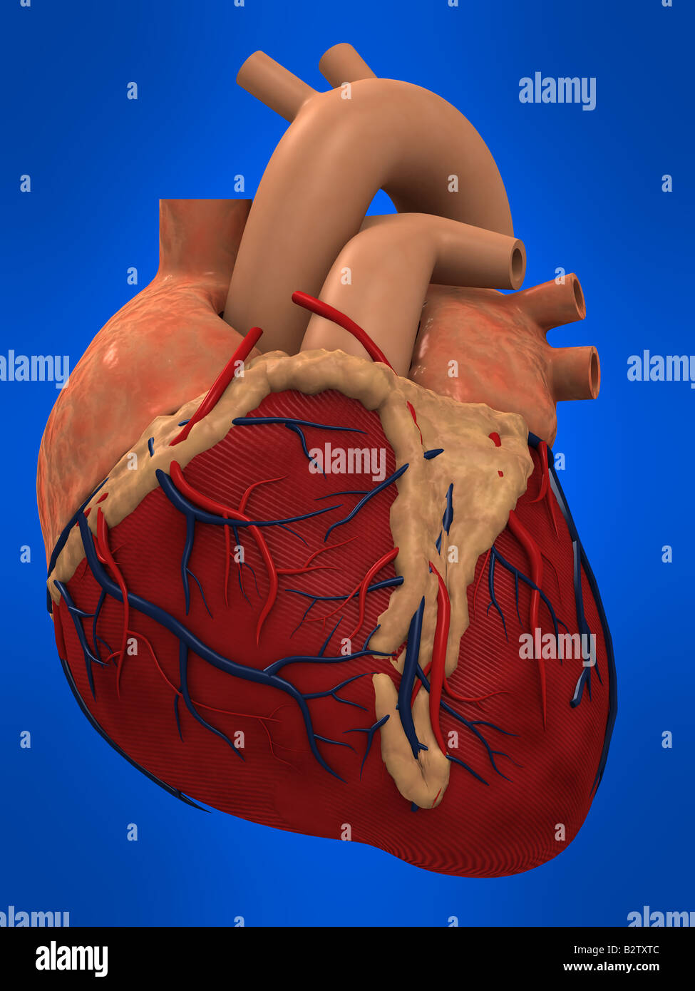 Human heart model internal hi-res stock photography and images - Alamy