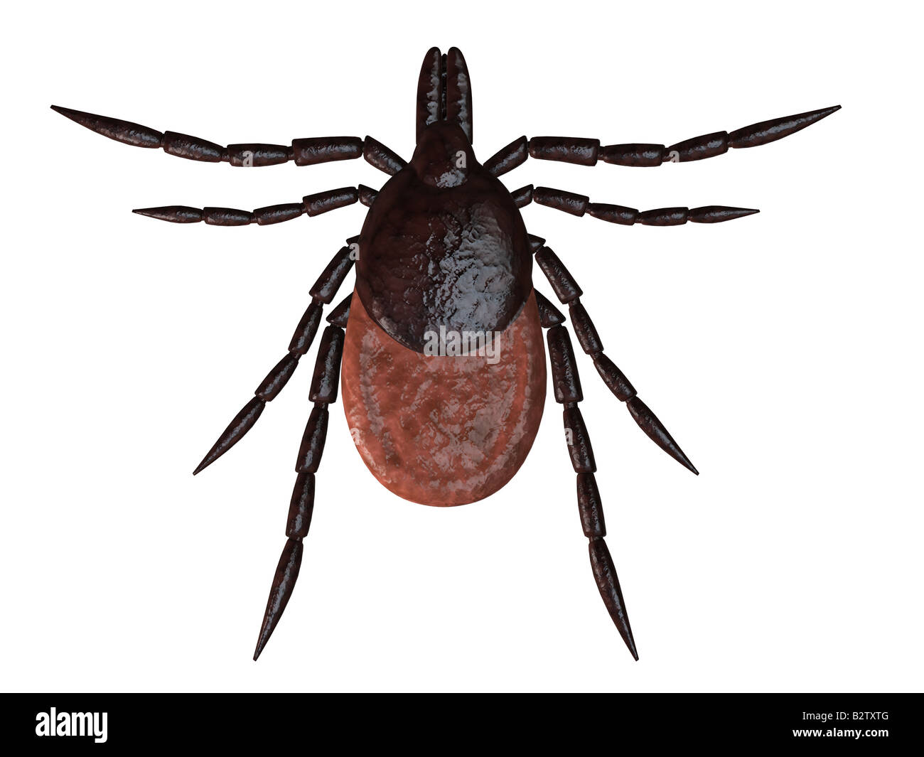 Tick are hi-res stock photography and images - Alamy