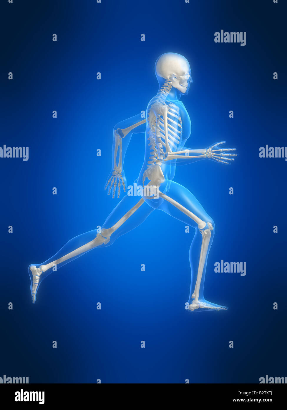 running man - anatomy Stock Photo - Alamy