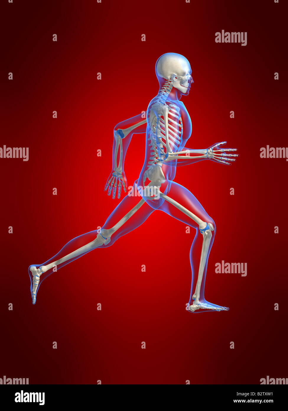 running man - anatomy Stock Photo - Alamy