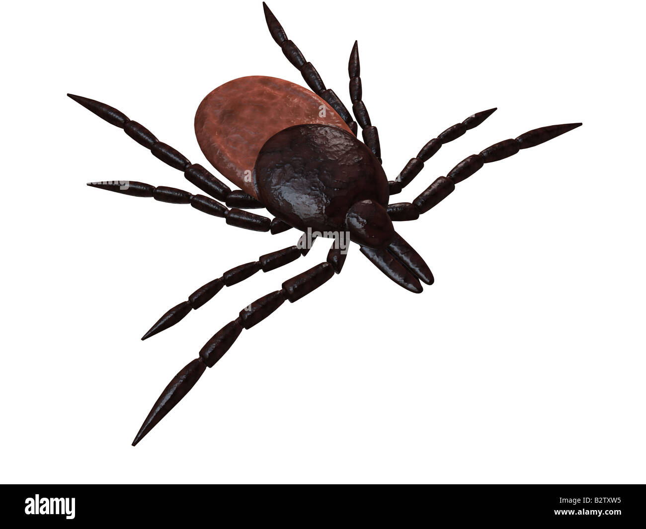 Parasite tick Cut Out Stock Images & Pictures - Alamy