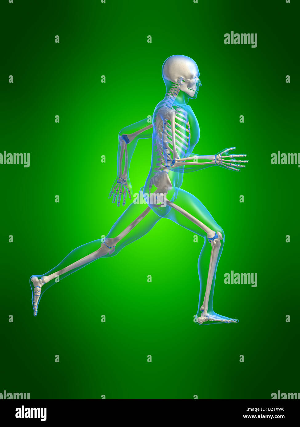 running man - anatomy Stock Photo - Alamy
