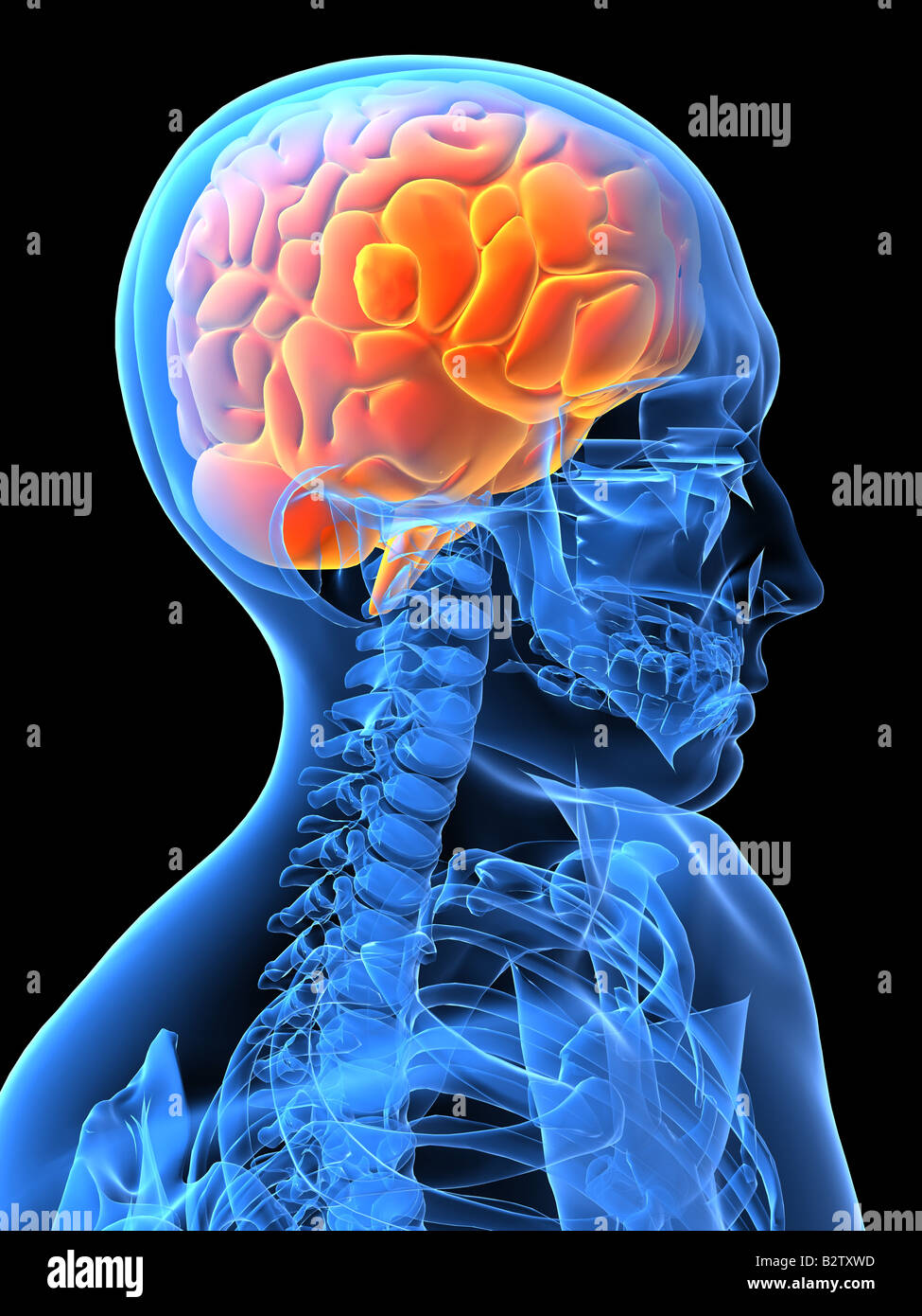 Human brain anatomy hi-res stock photography and images - Alamy