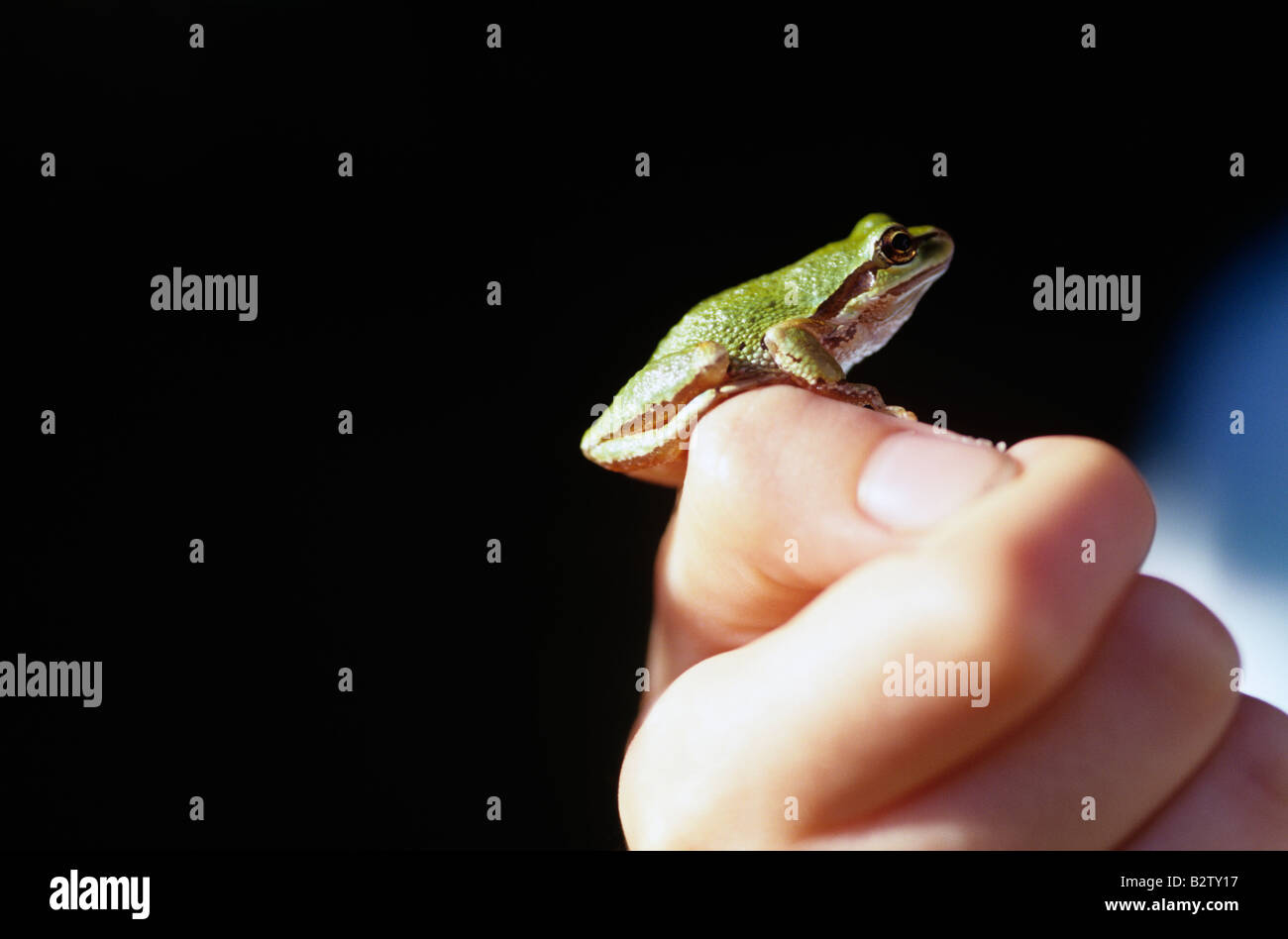 Green tree frog on young girls hand at park Stock Photo - Alamy