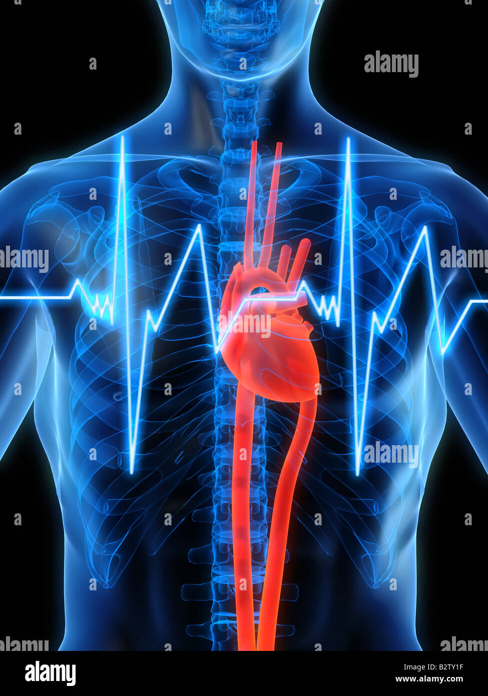 Skeleton and heart hi-res stock photography and images - Alamy