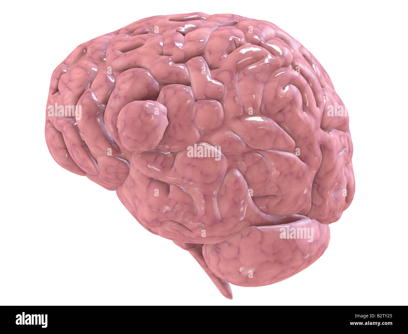 Real Human Brain Anatomy