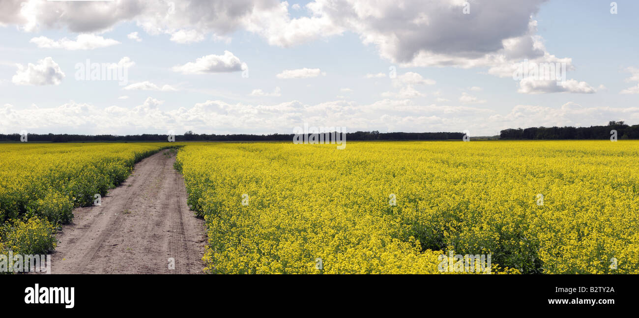 Canola oil seed field hi-res stock photography and images - Alamy