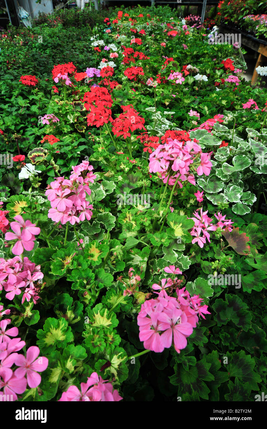 flowers in a garden centre Stock Photo - Alamy