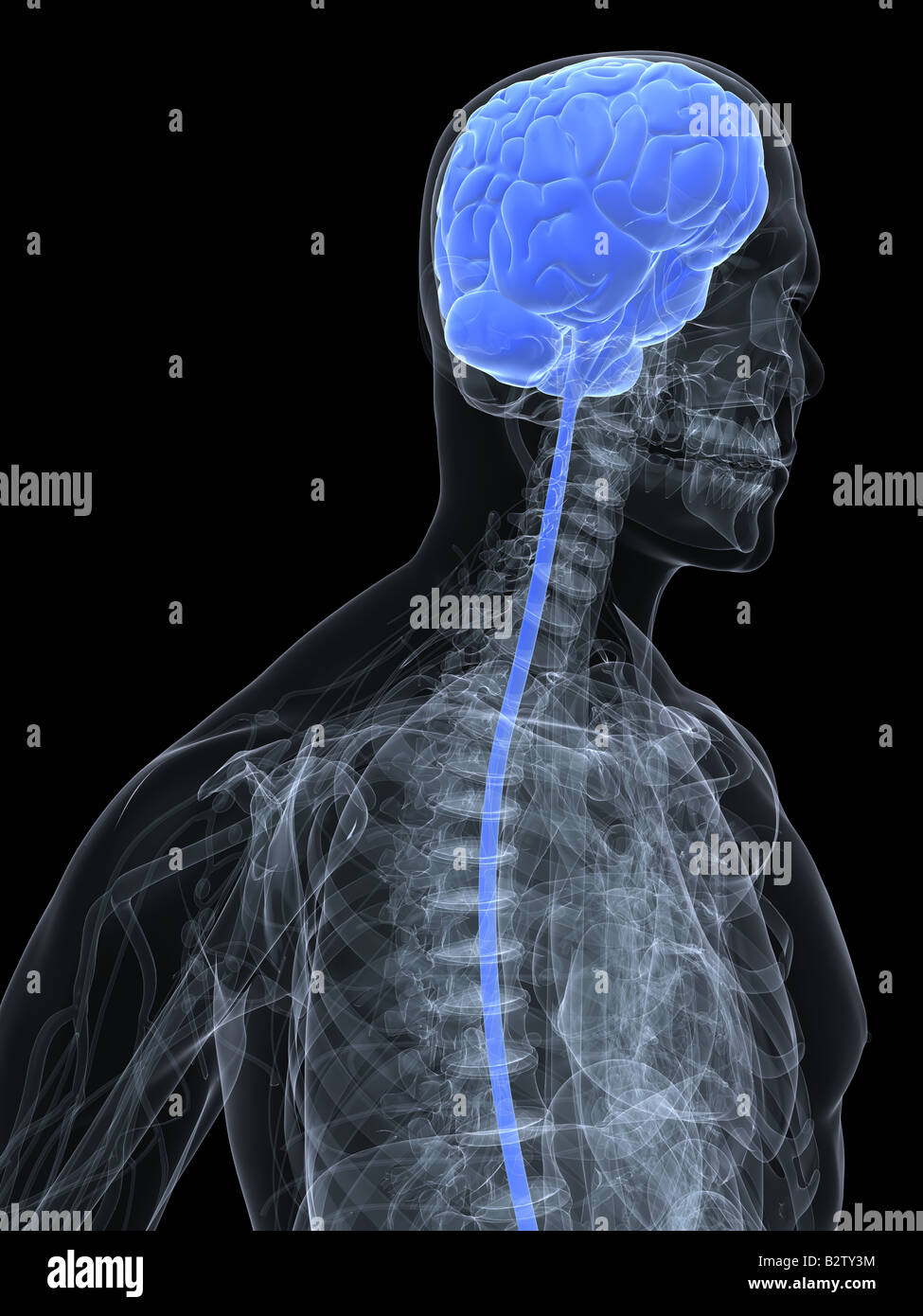 Human brain anatomical model hi-res stock photography and images - Alamy