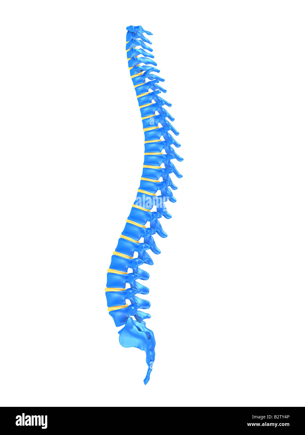 Human spine hi-res stock photography and images - Alamy