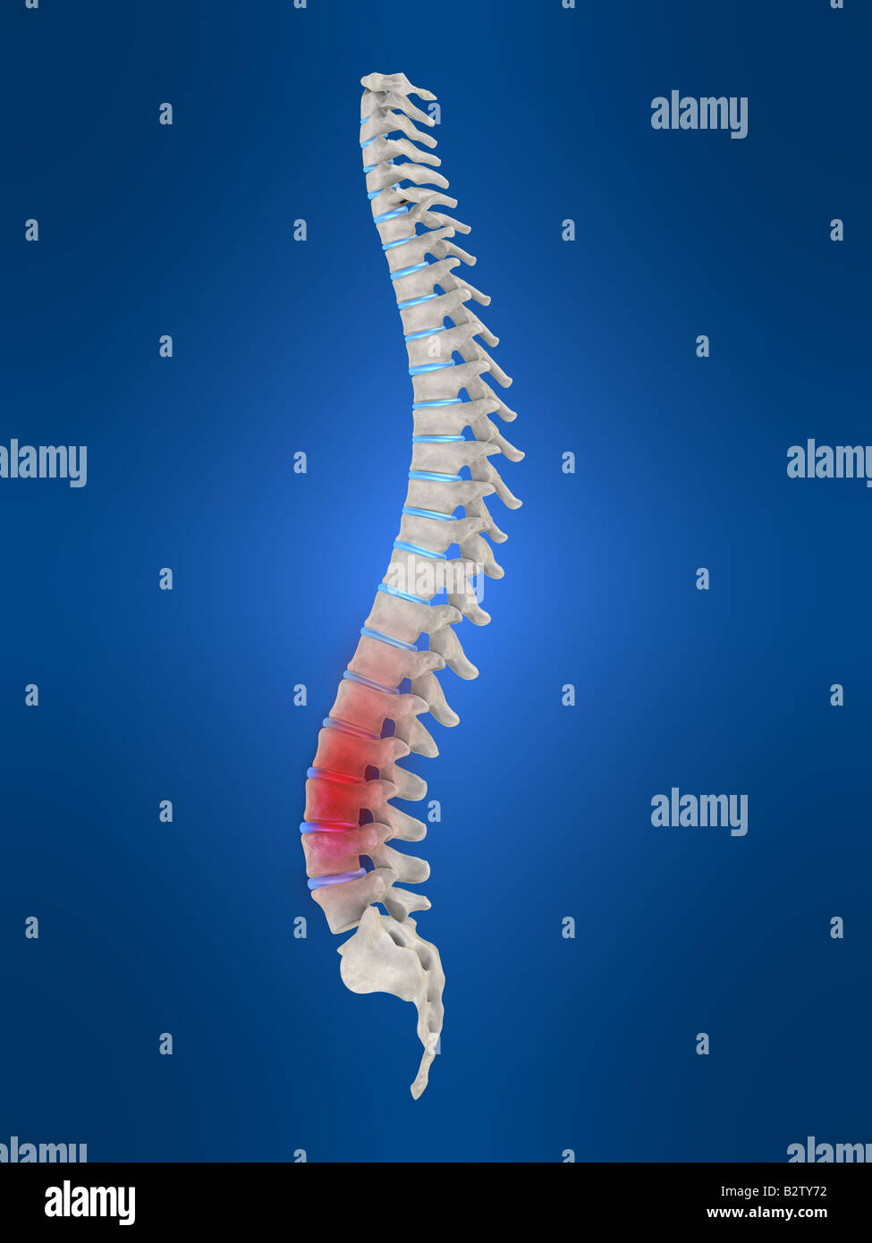 Anatomical spine hi-res stock photography and images - Alamy Anatomical spine hi-res stock photography and images - Alamy