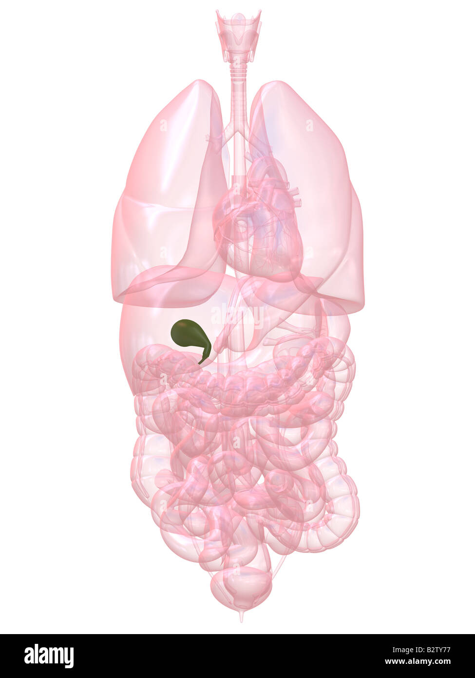 Healthy bladder hi-res stock photography and images - Alamy