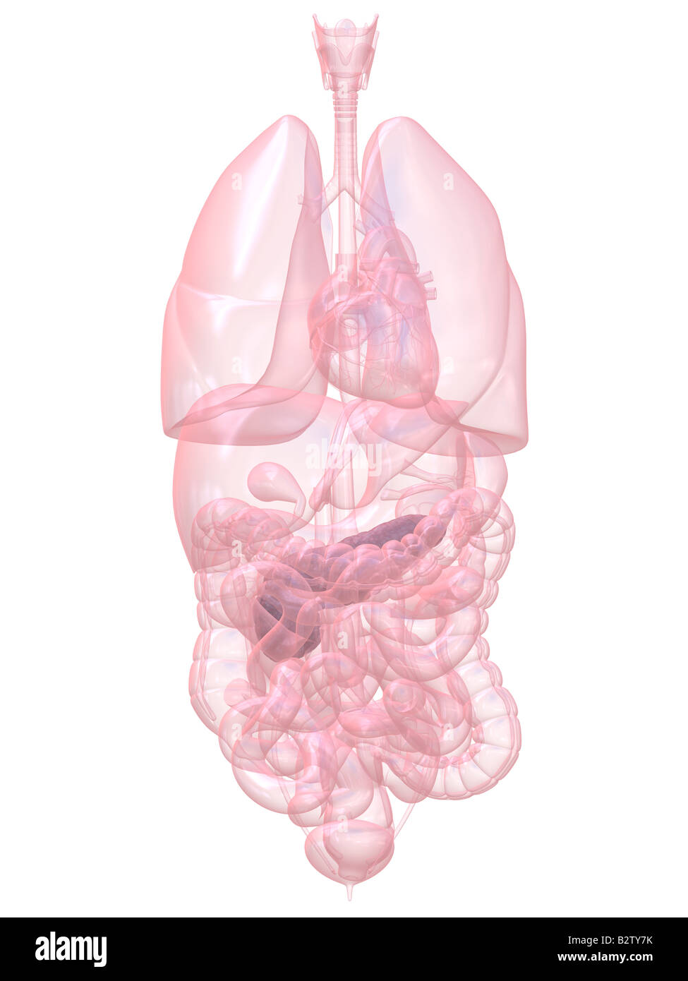 Healthy pancreas hi-res stock photography and images - Alamy