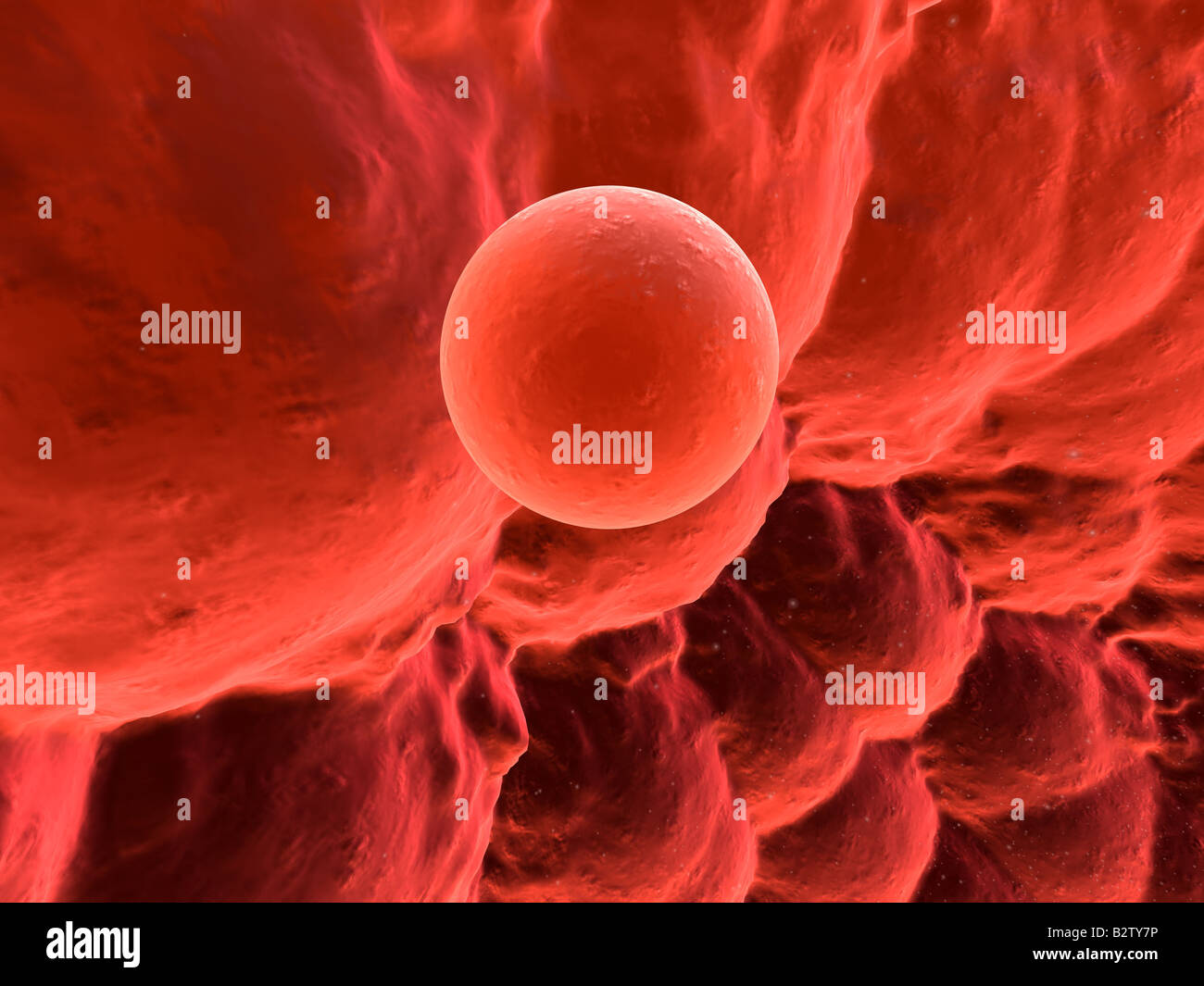 human egg cell Stock Photo - Alamy