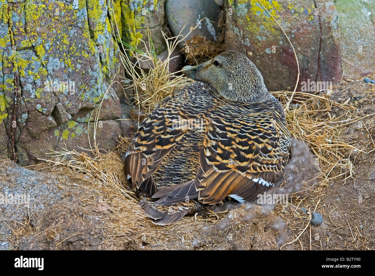 Female eider duck on nest hi-res stock photography and images - Alamy