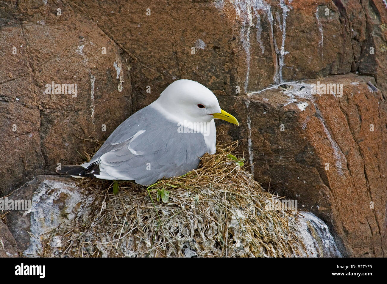 Kittiwake nest hi-res stock photography and images - Alamy