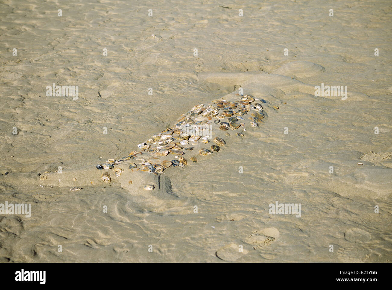 Mermaid with shells hi-res stock photography and images - Alamy