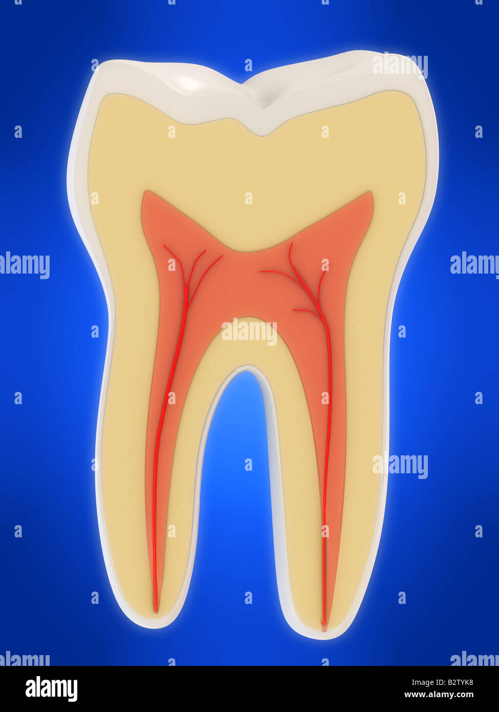 Human tooth anatomy hi-res stock photography and images - Alamy