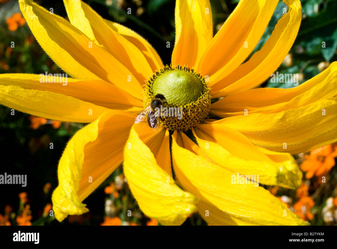 Close-up of a Rudbeckia hirta or 'Prairie Sun' flower in a spiral shape ...