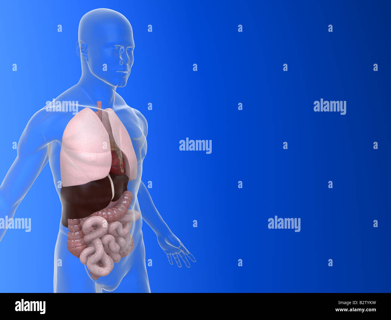 Human body anatomy organs hi-res stock photography and images - Alamy