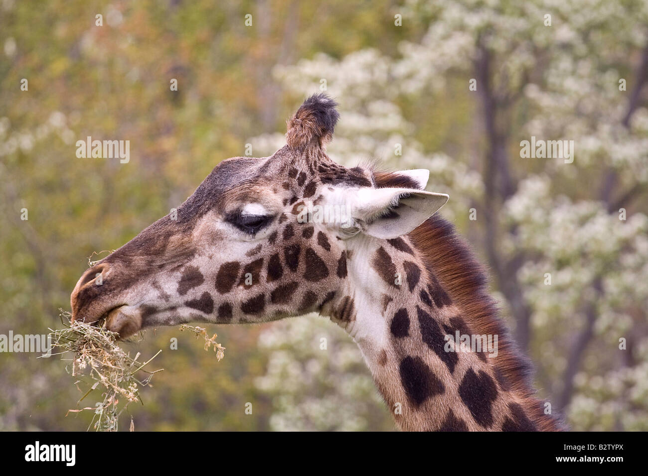 pictures of the wild animals Stock Photo - Alamy